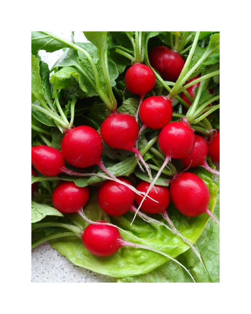 Graines de Radis à forcer rond écarlate à semer| Graines Bocquet