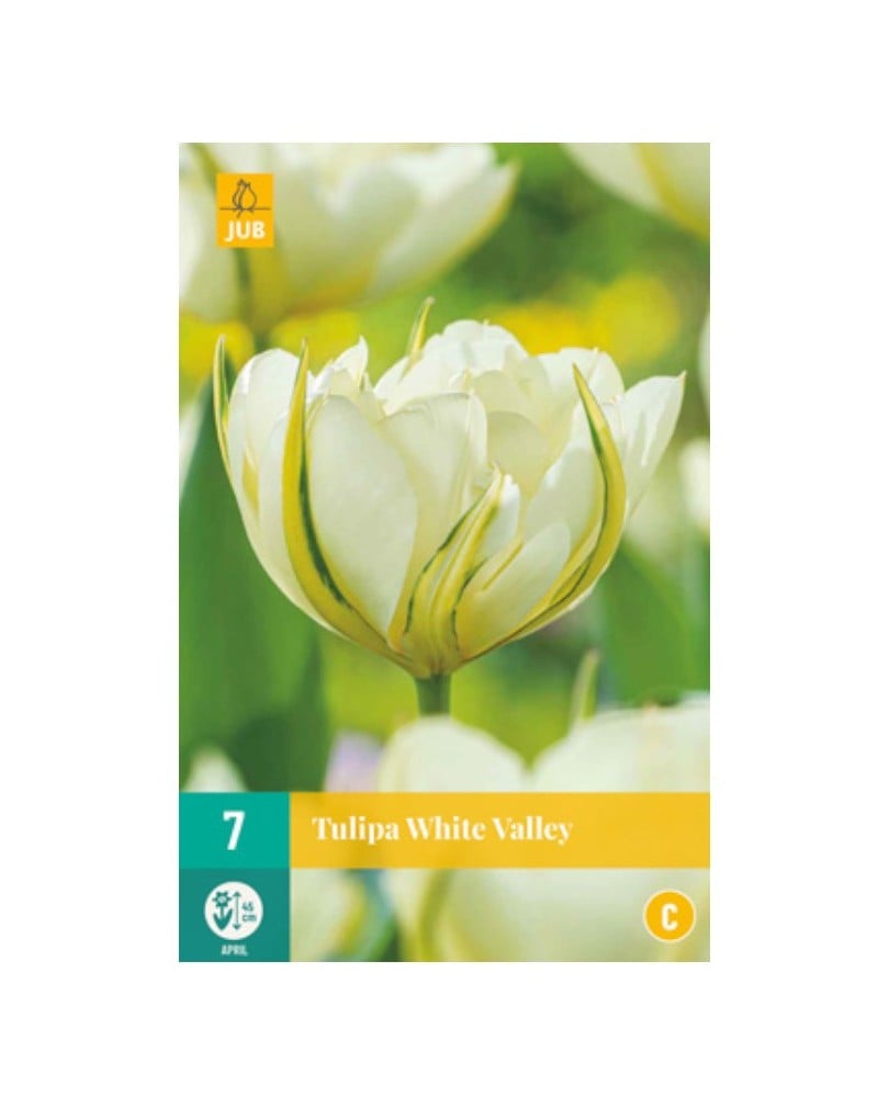 Bulbes de tulipes white valley à planter | Les Graines Bocquet