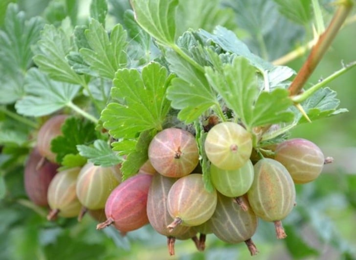 Groseiller à maquereaux | Graines Bocquet
