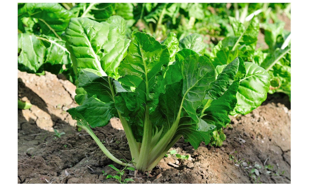 Savoir cultiver le poirée ou blette au potager