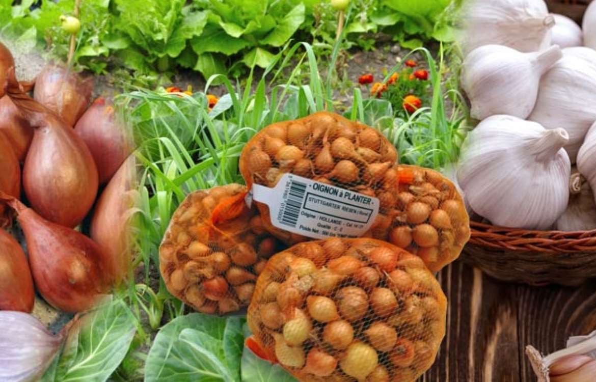 Bulbilles à planter : oignon, ail et échalote