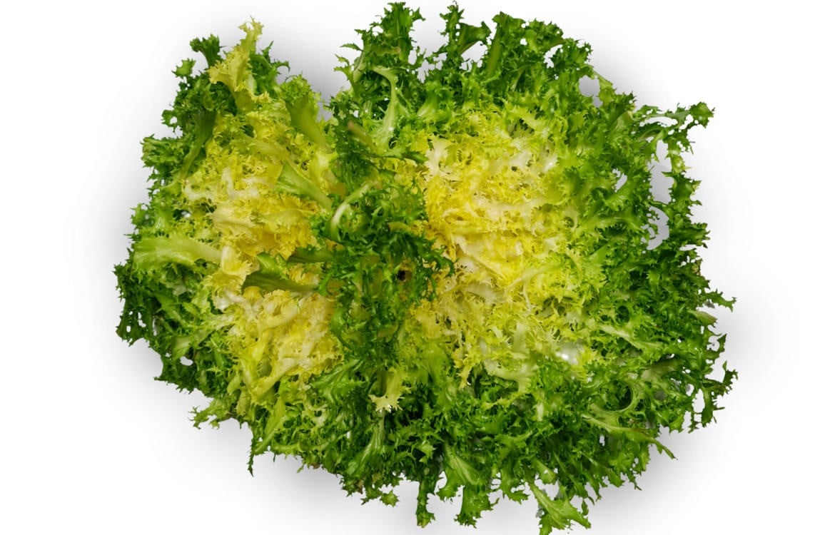 La Chicorée Scarole, une salade croquante